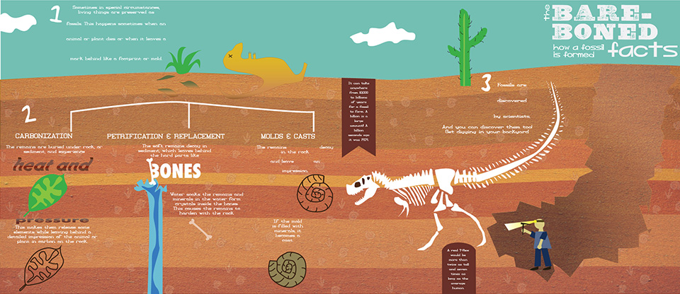 The Bare-Boned Facts: How a Fossil is Formed - Graphis Portfolio