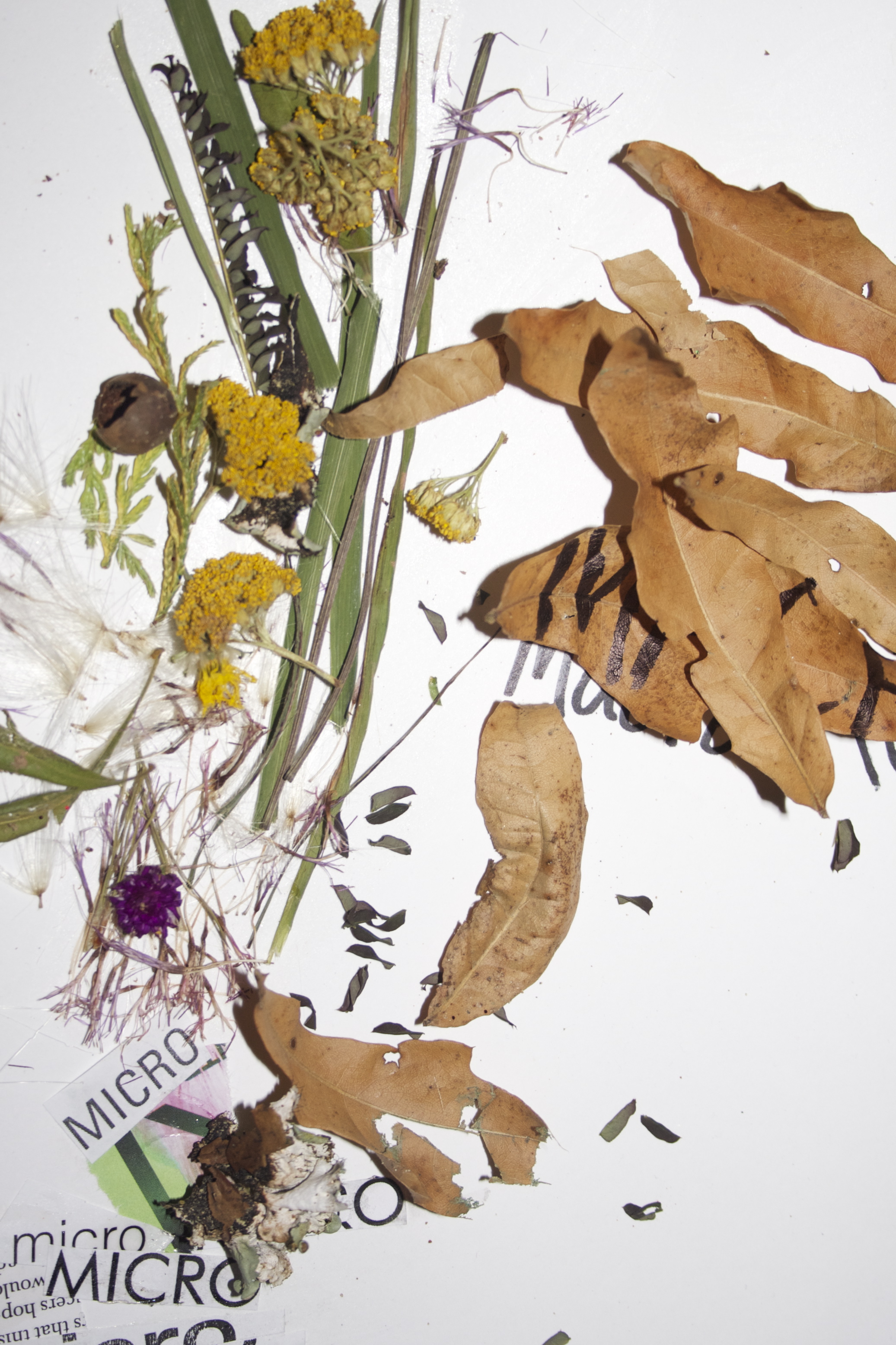 Micro/Macro Poster - Graphis Portfolio