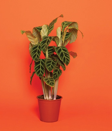 Graphis International Awards & Publications